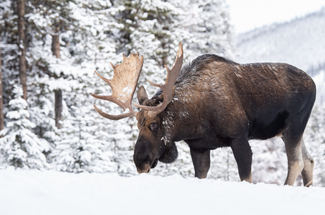 Winter Wildlife in Breckenridge, Colorado: What You Need to Know - Jan ...